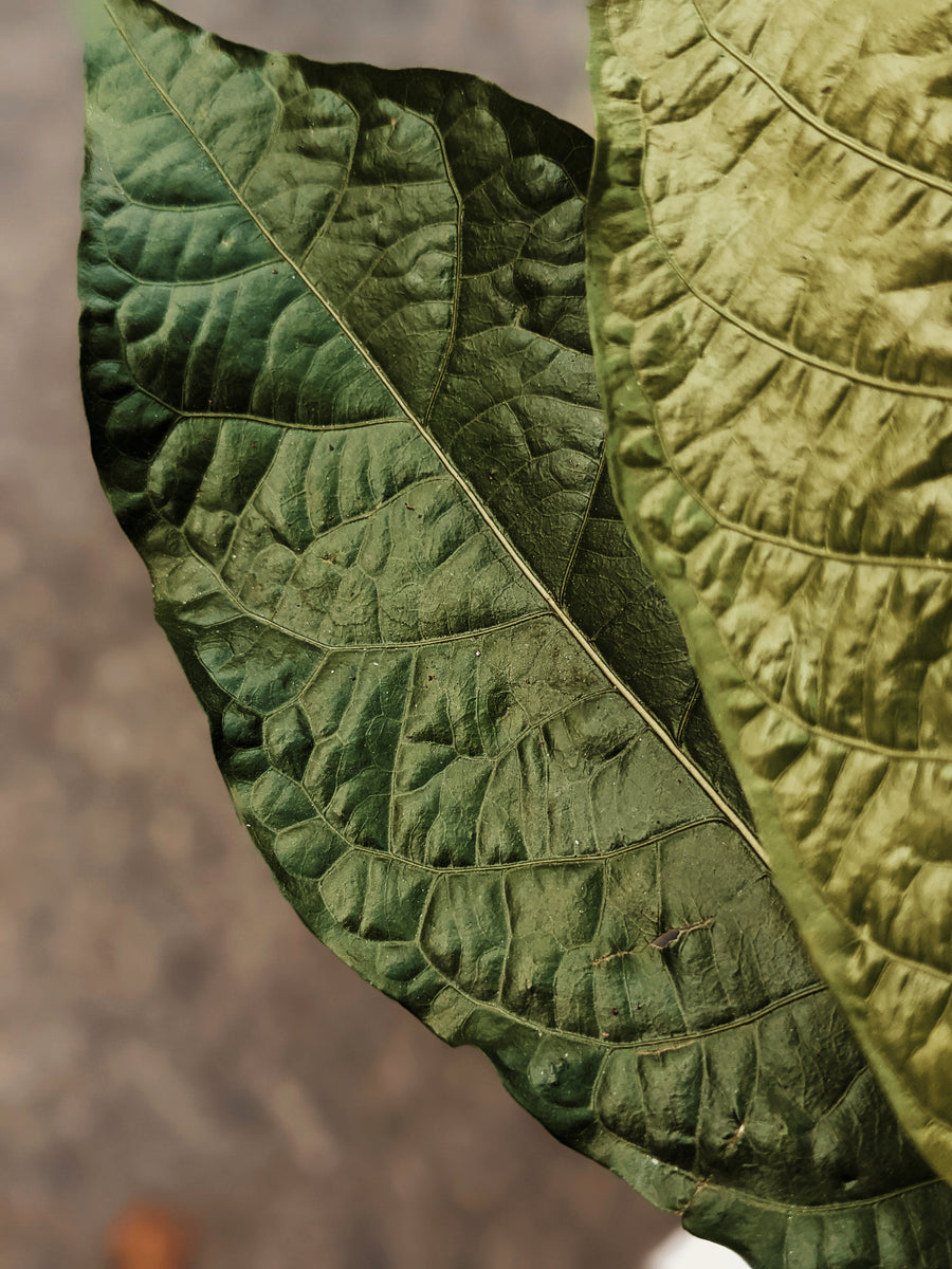 Gardenia nitida - Tubular Flowered Gardenia – Wild Veil