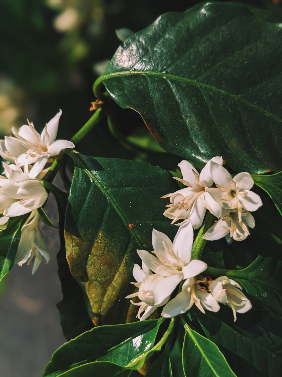 Coffee flower - Coffea arabica – Wild Veil