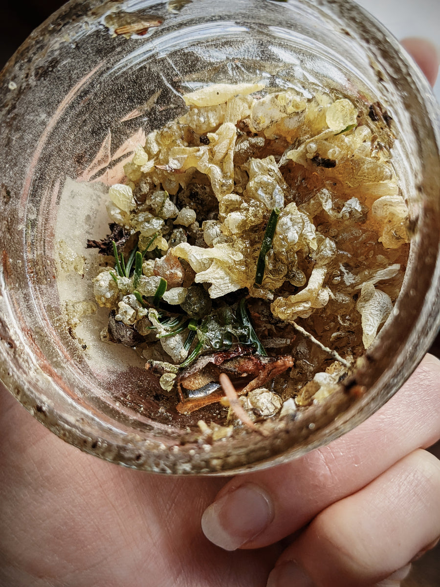 Balsam Fir sap vs. needles: an olfactory comparison of the different p ...