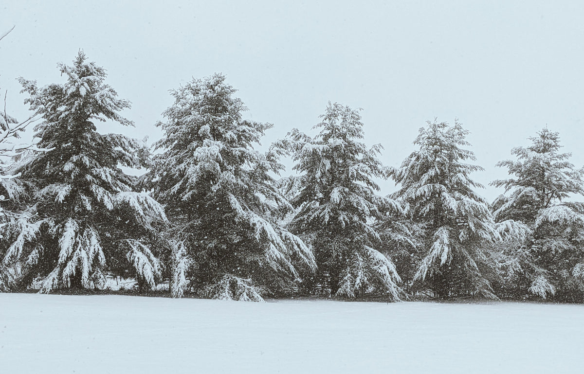 Cold Comfort – Wild Veil
