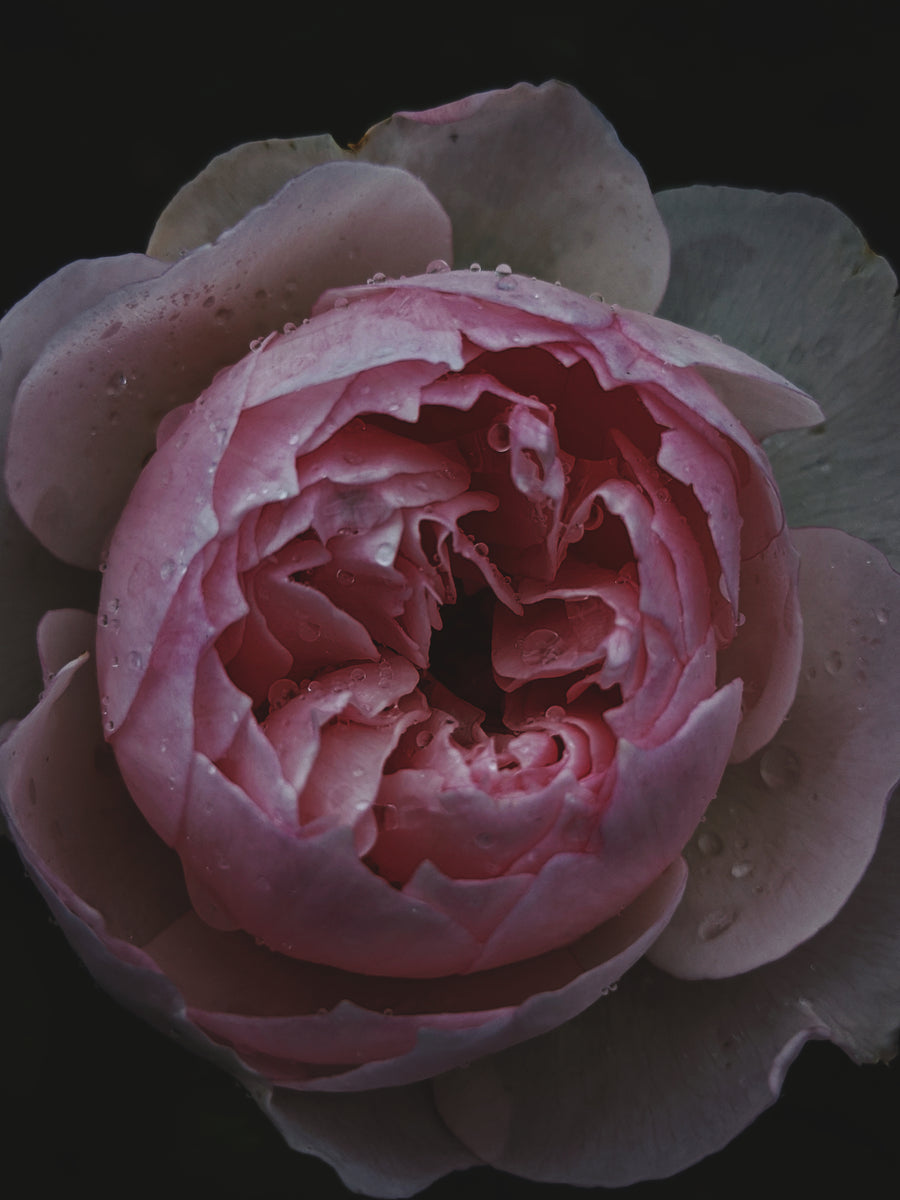 Pink Lotus Soliflore. Concentrated Nelumbo nucifera natural perfume wi ...