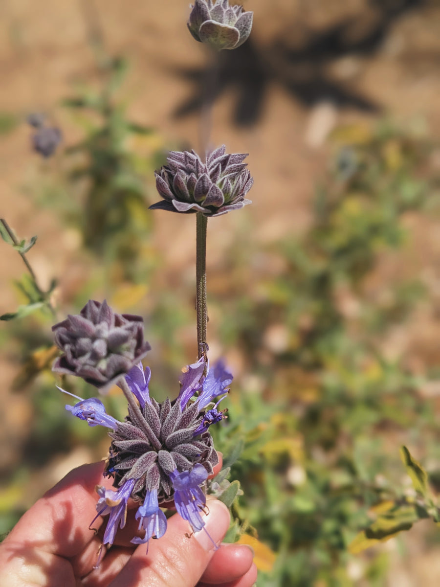 Cleveland Musk Sage Seeds, Wild Veil Perfume Gardens, De Luz. Open pol