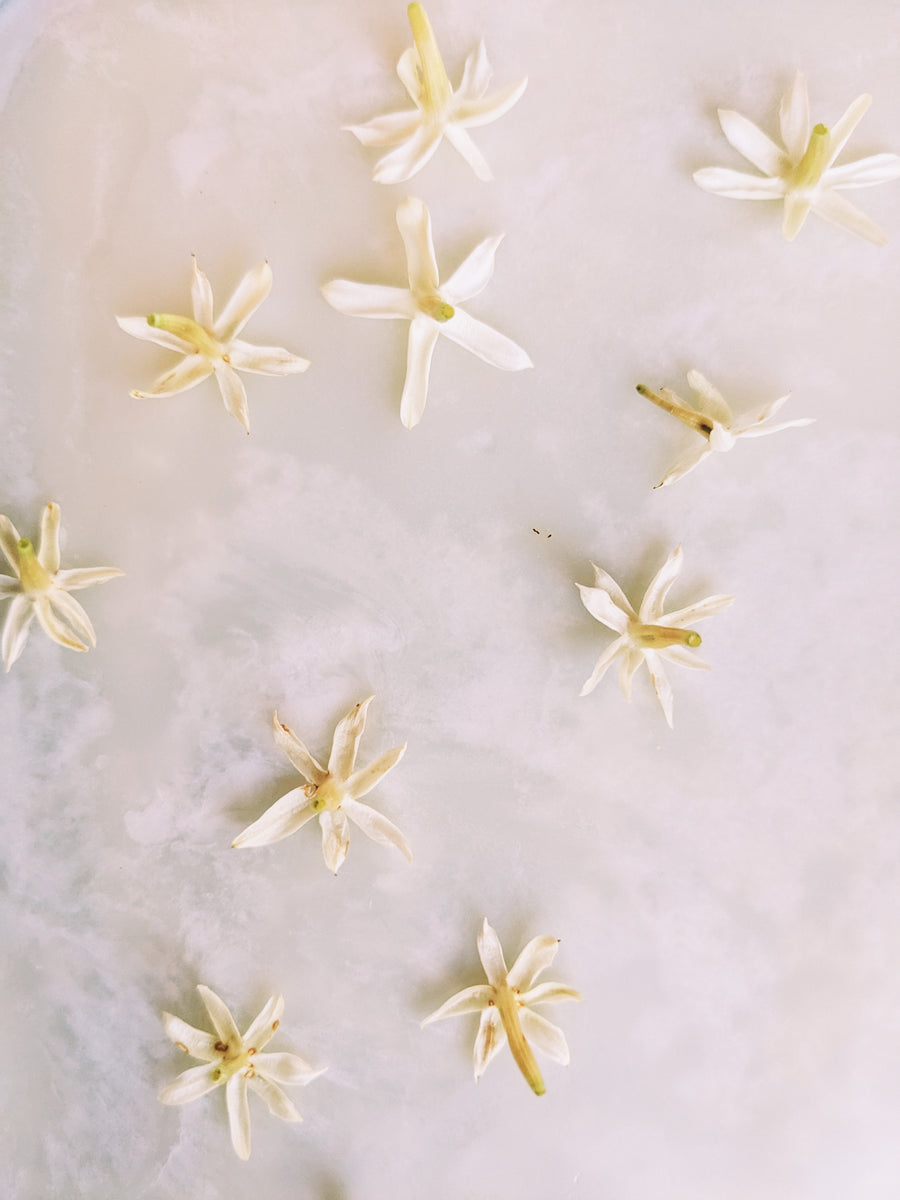 Wax Jasmine Enfleurage. Jasminum volubile. Sweet Australian rainforest ...