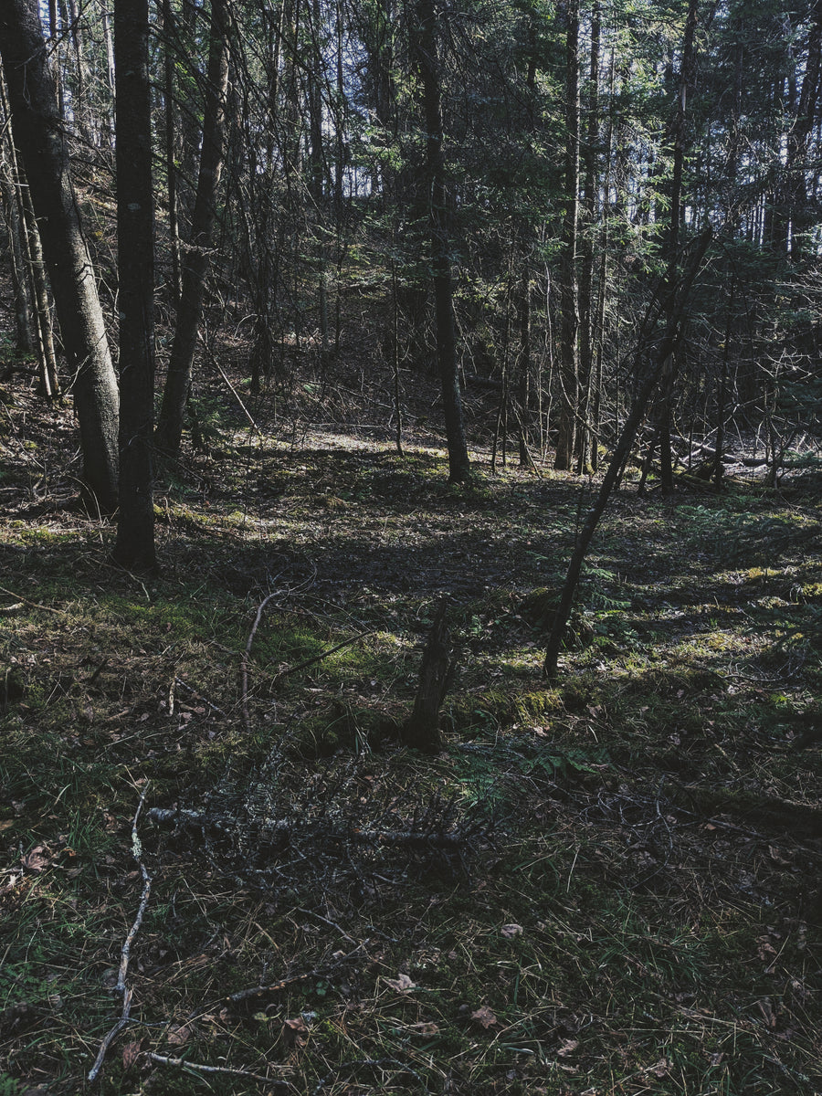 Deep Forest. natural cologne. foraged evergreens. January 2024 – Wild Veil