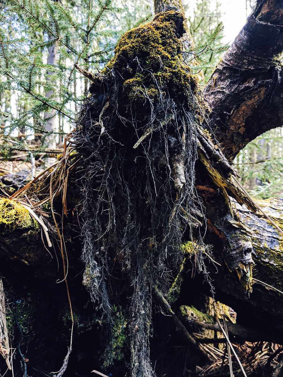 Feeding Hansel. Natural cologne. Solid botanical fragrance. Swamp ceda ...