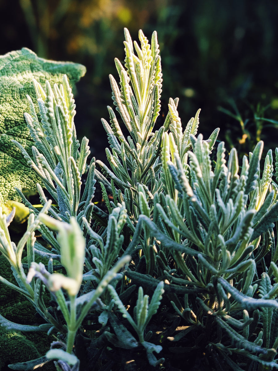 Joshua Tree. natural perfume. piñon pine, palo santo, white sage, dese ...