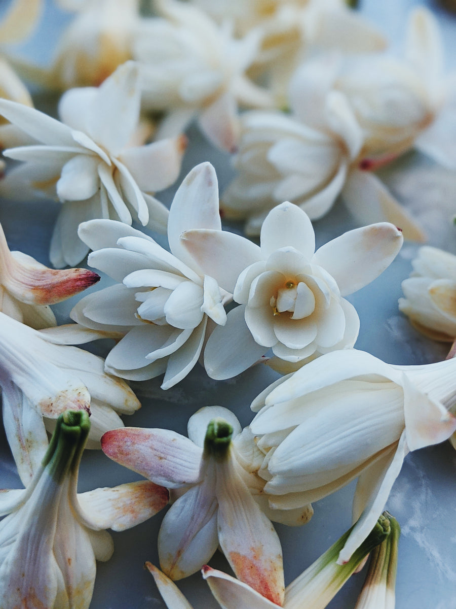Bone Flower. tuberose soliflore. single note tuberose perfume with tub ...